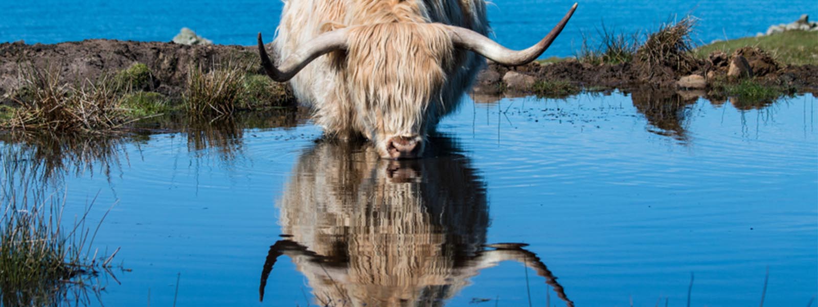 5 tips to stay safe outside around Scottish animals | Loch Ness 360