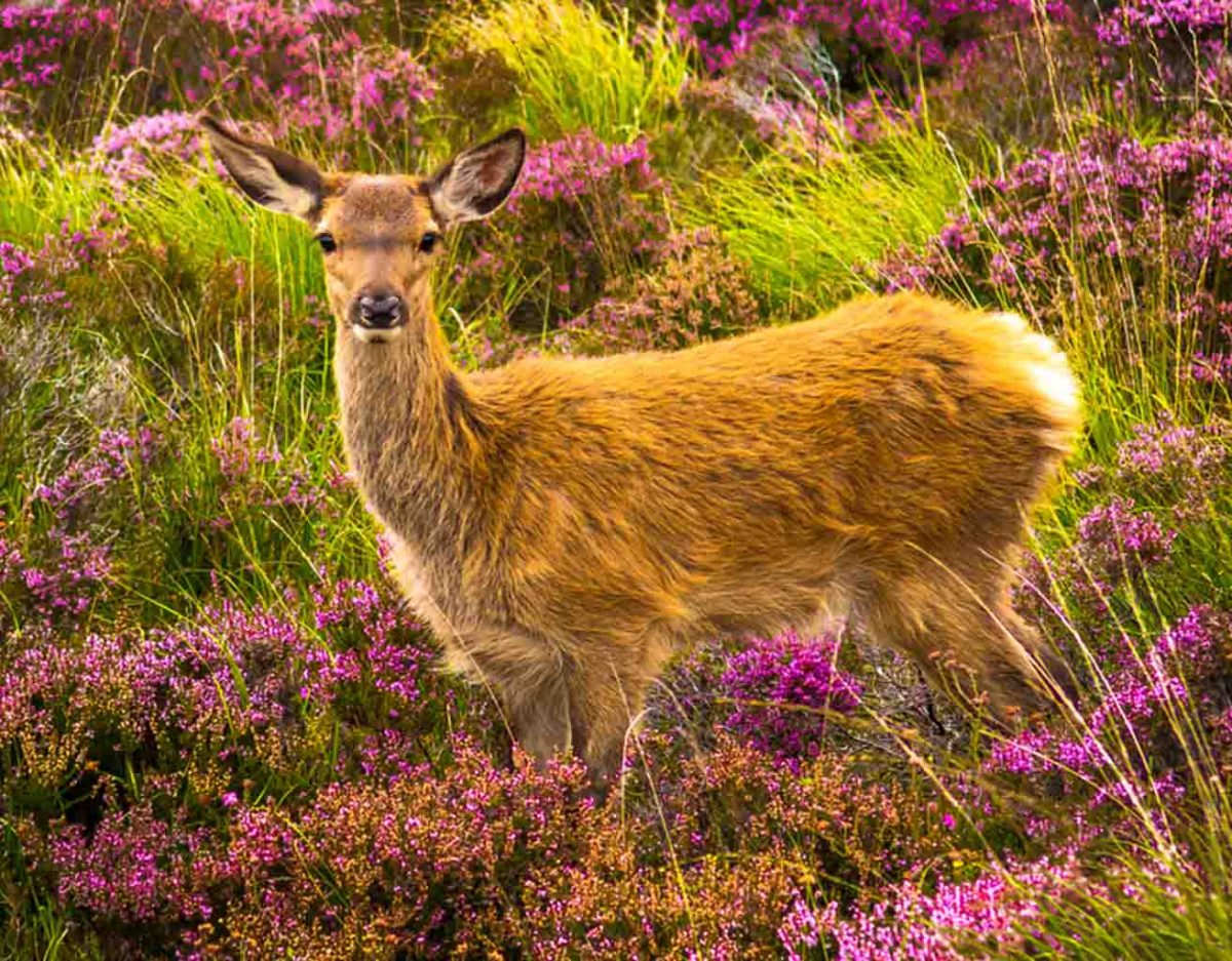 5 tips to stay safe outside around Scottish animals | Loch Ness 360