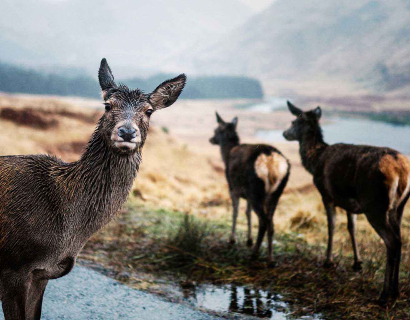 Respecting Loch Ness’ nature and animals |LN360